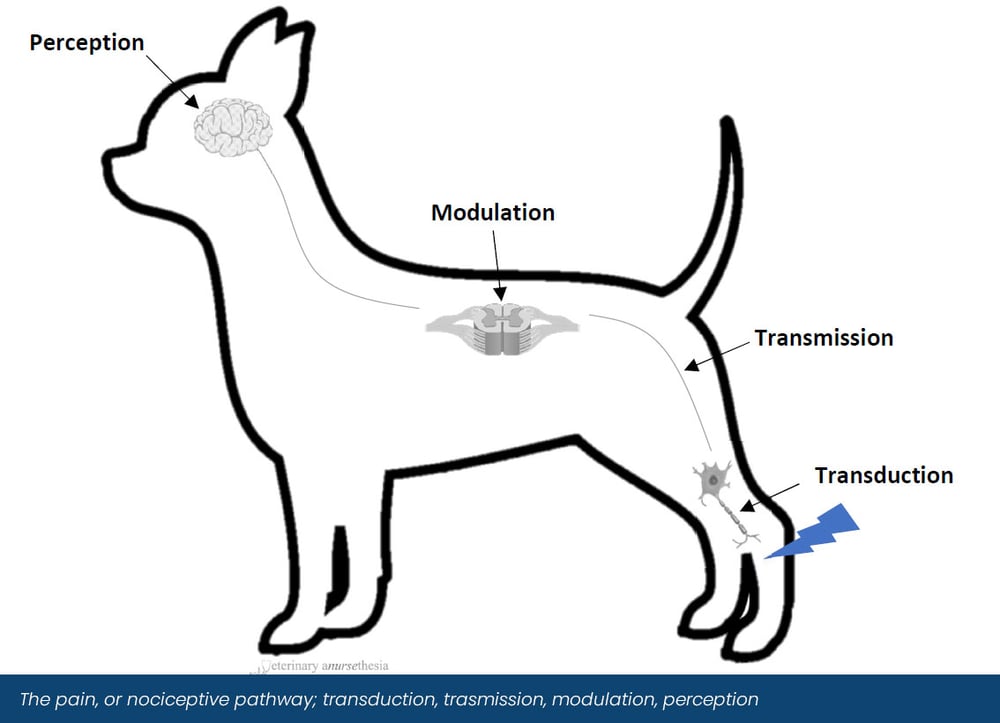 Anaesthesia for the Dental Patient